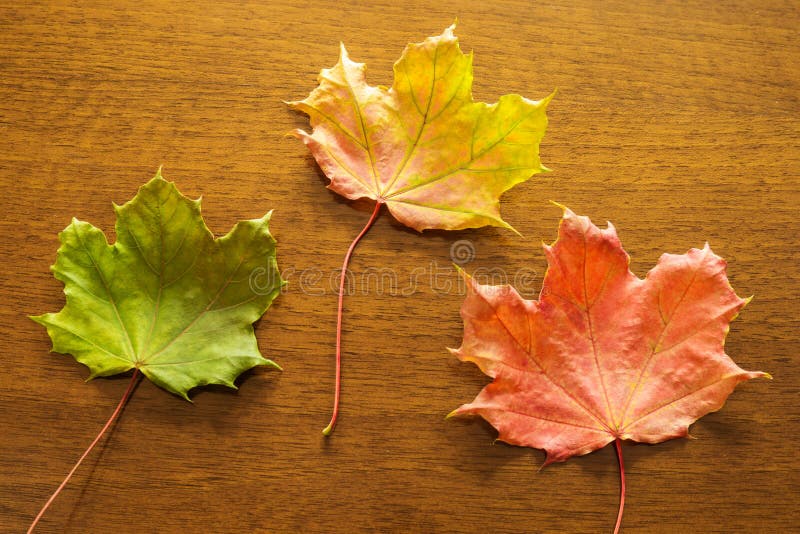 Autumn leaves on table stock photo. Image of color, table - 36881314