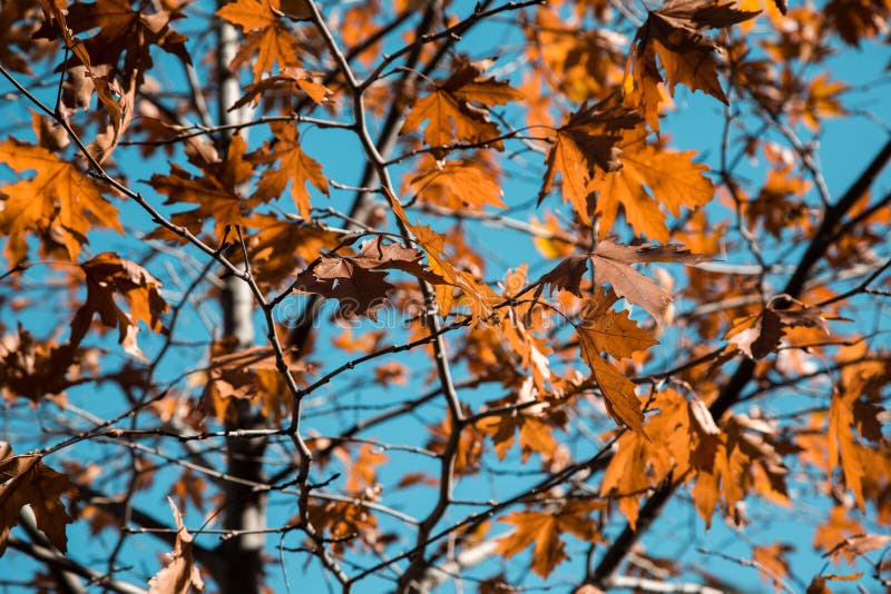 Autumn Leaves. Teal and Orange Background Stock Image - Image of forest ...