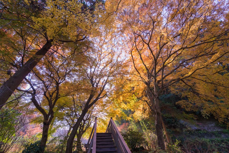Autumn leaves in temple. stock photo. Image of japan - 84199968