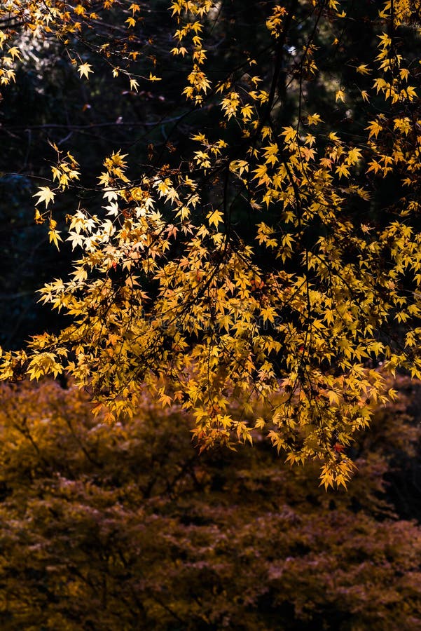 Autumn leaves in temple. stock image. Image of golden - 84199977
