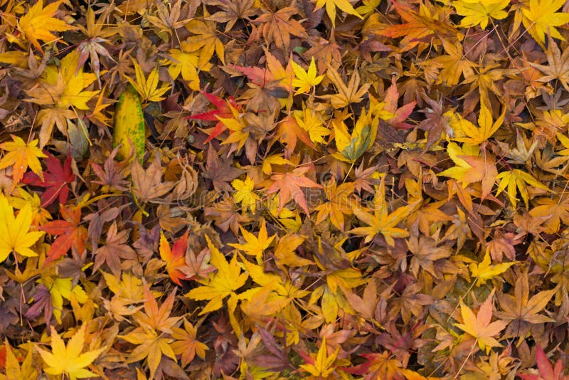 Autumn leaves in temple. stock image. Image of forest - 84200007