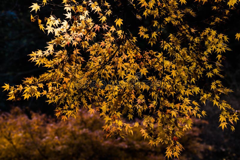 Autumn leaves in temple. stock photo. Image of brown - 84200012