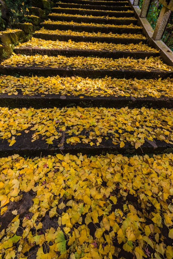 Autumn leaves in temple. stock photo. Image of light - 84200074