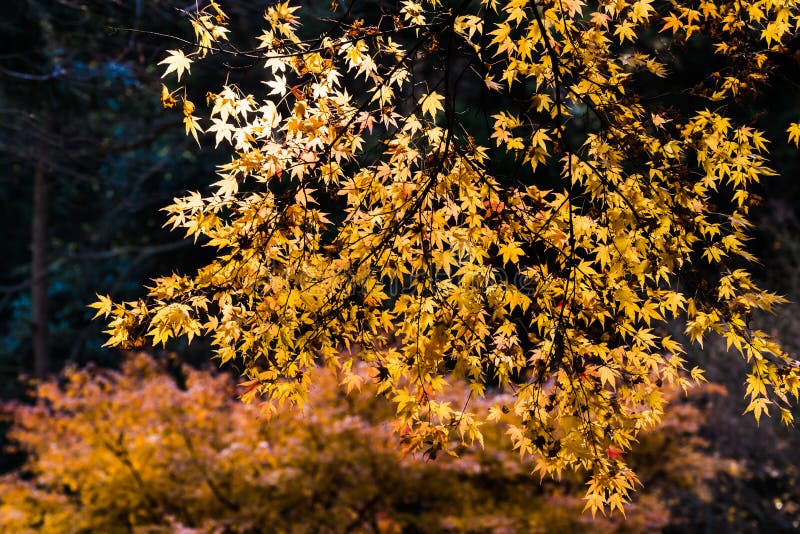 Autumn leaves in temple. stock photo. Image of climate - 84200394