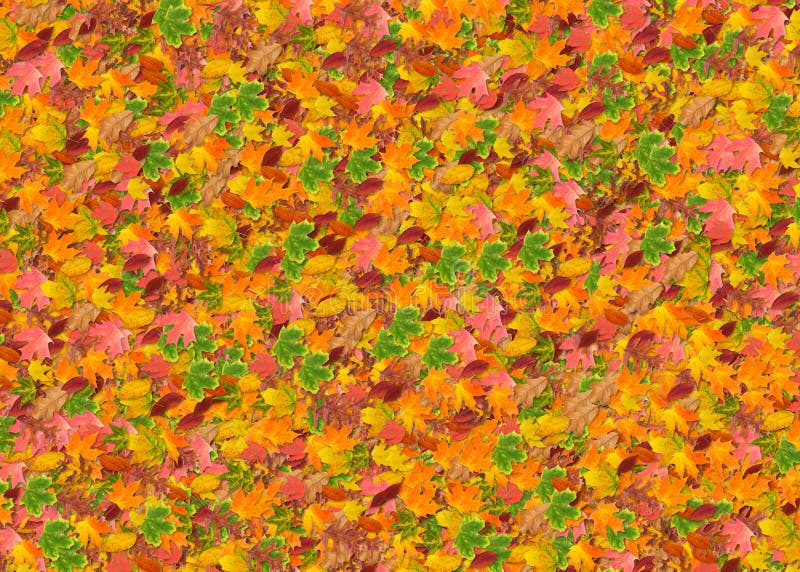 Autumn leaves texture stock photo. Image of seasonal, background - 5493152