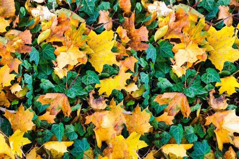 Autumn Leaves Texture - Closeup of Colorful Leaves Stock Illustration ...