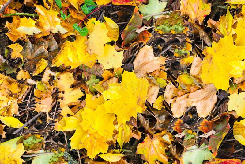 Autumn Leaves Texture - Closeup of Colorful Leaves Stock Image - Image ...