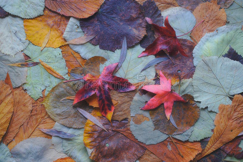 Autumn Leaves Texture Colorful Autumn Stock Image - Image of texture ...