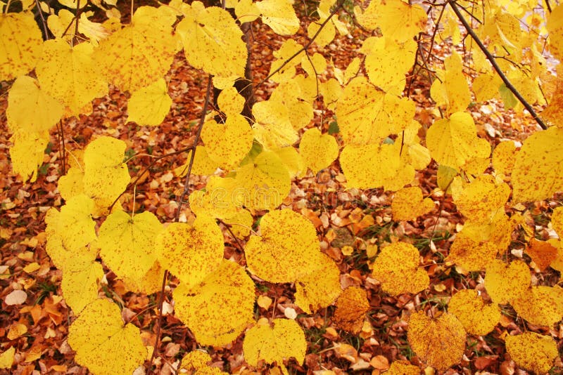 Autumn leaves texture stock photo. Image of pattern, abstract - 77898998