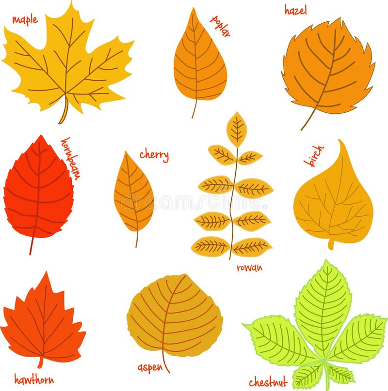 Leaves Collection with Names Stock Illustration - Illustration of green ...