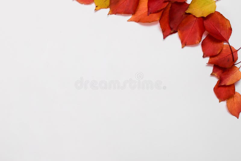 Autumn Leaves Top View. Fall Layout on a White Background. Copy Space ...