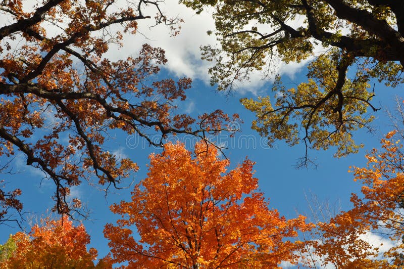 Autumn leaves in Toronto stock image. Image of nature - 61205737