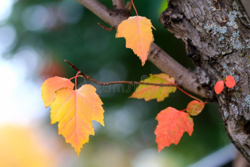 Autumn Leaves in Transition Stock Image - Image of hanging, color ...
