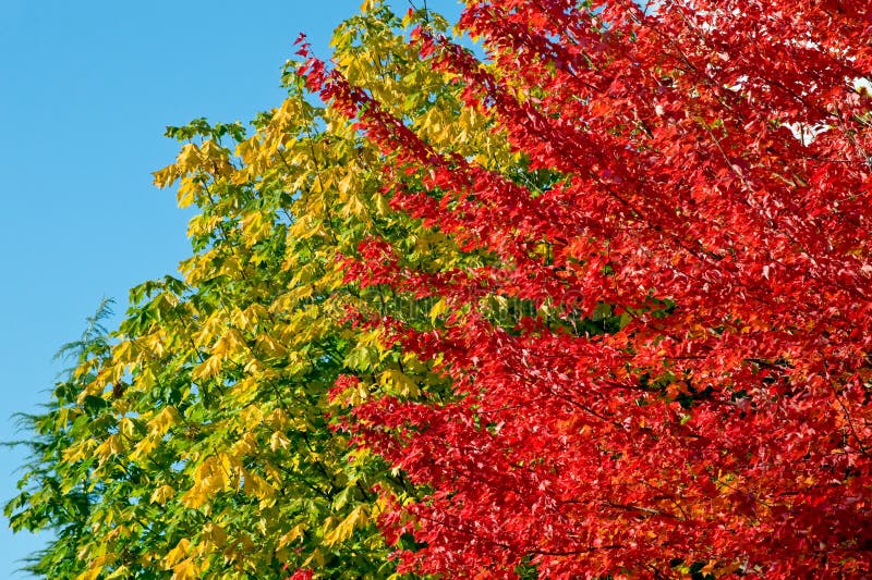 Autumn leaves on tree stock image. Image of outdoors, foliage - 6812541