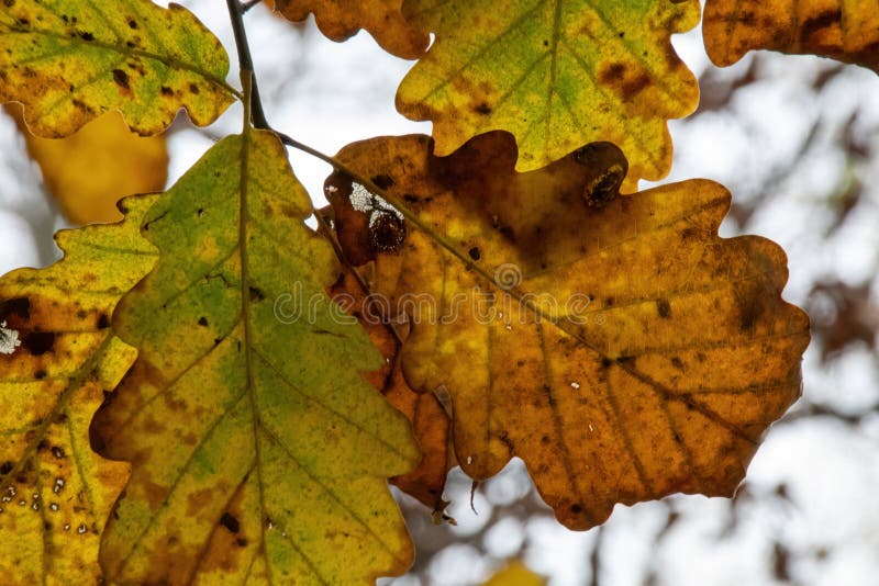 Autumn leaves on the tree stock photo. Image of seasonal - 248888340