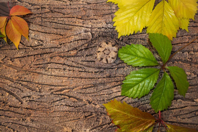 Autumn Leaves on the Tree Bark. Copy Space Stock Photo - Image of ...