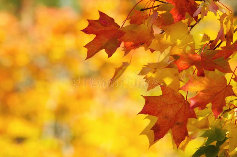 Autumn Leaves on Tree Branch Stock Photo - Image of light, space: 34129986