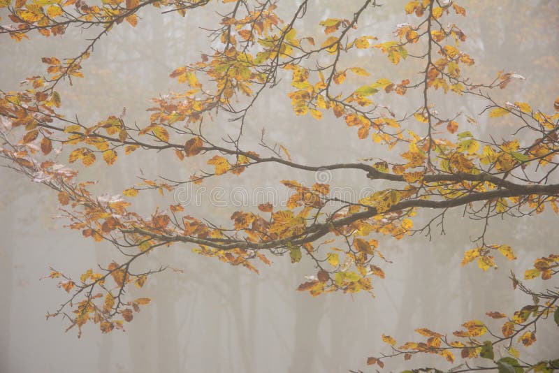 Autumn Leaves on Tree Branch Stock Photo - Image of branch, season ...