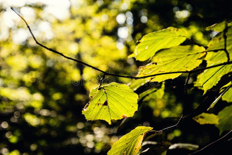 Autumn Leaves on a Tree Branch Lit by Warm Gentle Autumn Sun Stock ...