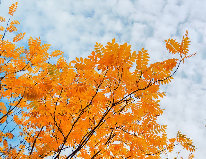 Autumn Leaves Tree Branches Against the Sky. Autumn Landscape Natural ...