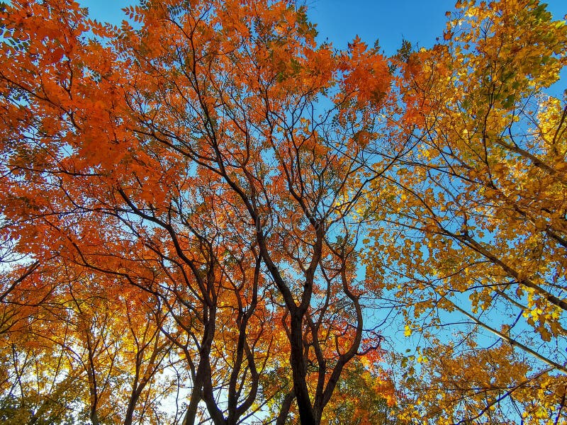 Autumn Leaves and Tree Branches Background Stock Image - Image of ...