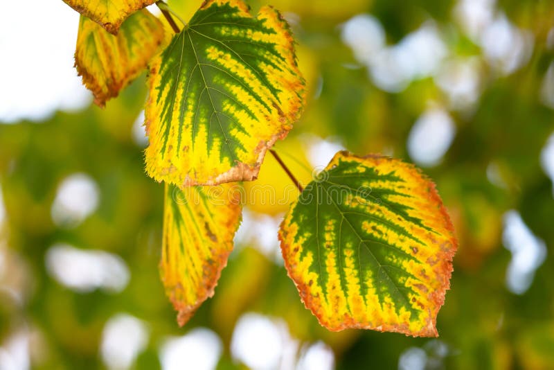 Autumn Leaves on a Tree Close-up Stock Image - Image of nature, outdoor ...