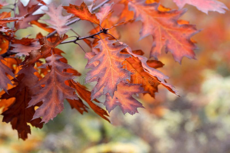 Autumn Leaves on the Tree. Colorful Red Oak Leaves Stock Photo - Image ...