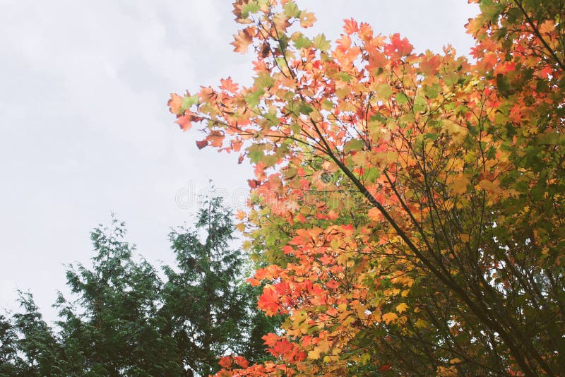 Autumn Leaves on Tree, Fall Foliage Stock Image - Image of autumn ...
