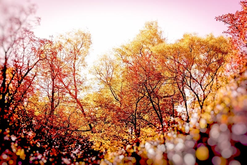 Autumn Leaves on Tree in Forest, Tree Tops Stock Photo - Image of ...