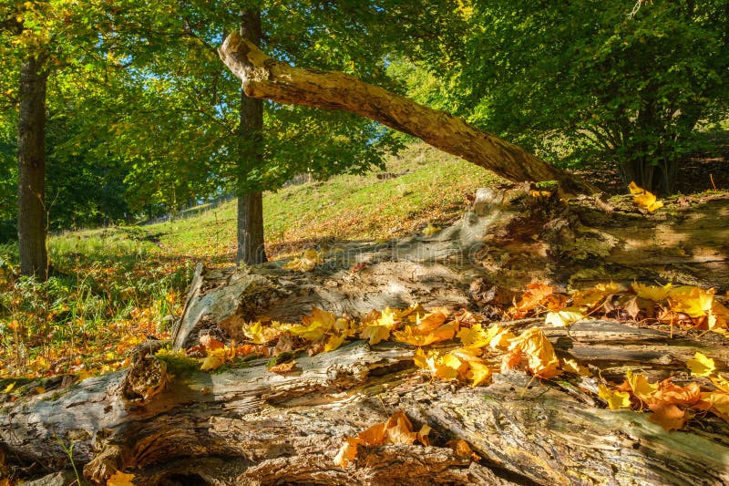 Autumn Leaves on a Tree Log in a Forest Stock Image - Image of maple ...