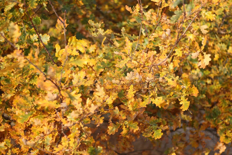 Autumn Leaves on Tree, Oak Tree Stock Image - Image of maple, plant ...