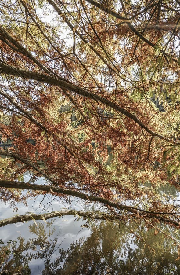Autumn Leaves of a Tree with Reflection on a Lake Stock Photo - Image ...