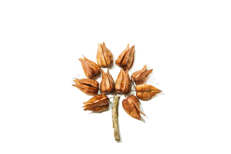 Autumn Leaves with Tree Shape on a White Background Stock Photo - Image ...