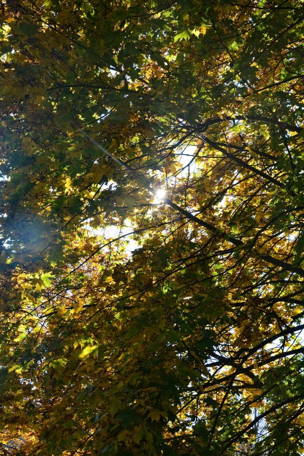 Autumn Leaves on Tree Tops with Sky and Sun Beams Stock Image - Image ...