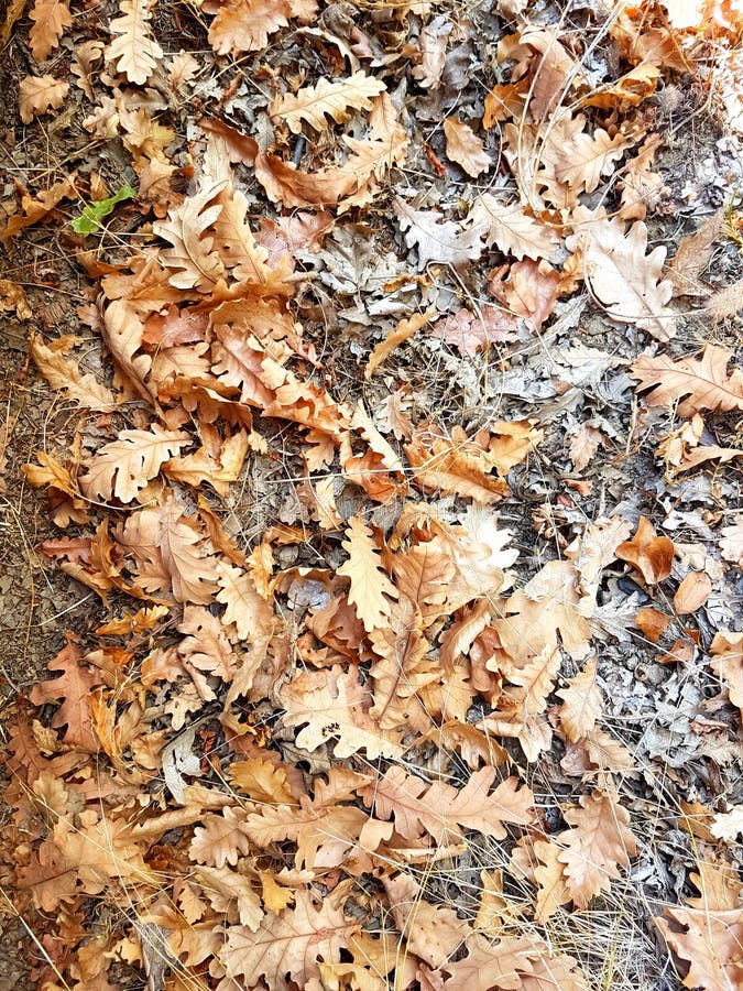 Autumn stock image. Image of extremely, changed, iletiaim - 77978029