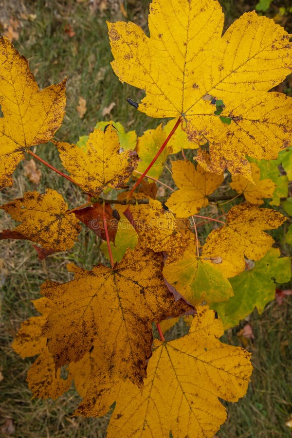 Autumn Leaves on Trees and Ground in the Forest on a Sunny Clear Day ...