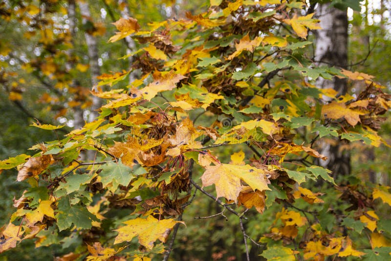 Autumn Leaves on Trees and Ground in the Forest on a Sunny Clear Day ...