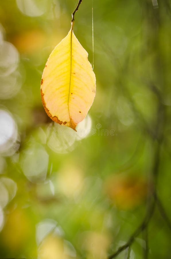 Autumn leaves on twig stock photo. Image of environment - 58958042