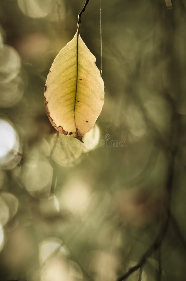 Autumn leaves on twig stock image. Image of closeup, color - 58958053