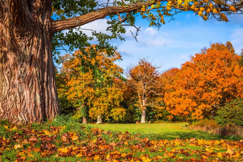 Autumn Leaves Under a Big Tree Stock Photo - Image of orange, branch ...