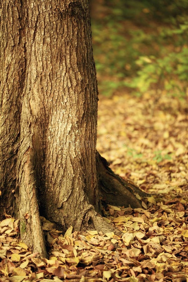 Autumn Leaves Under the Old Trees Stock Photo - Image of element ...
