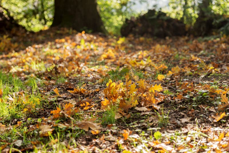 Autumn Leaves Under the Trees in the Park Stock Image - Image of bright ...