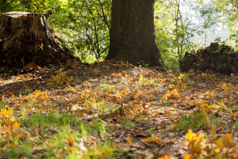Autumn Leaves Under the Trees in the Park Stock Photo - Image of orange ...