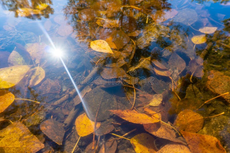Autumn Leaves Under Water in a Pond Stock Photo - Image of landscape ...