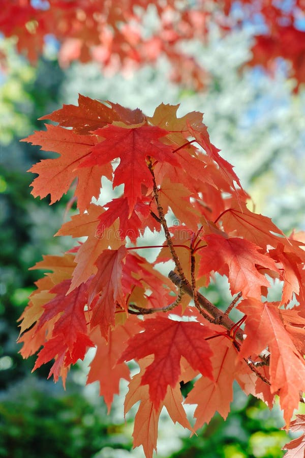 Autumn Leaves in Vail Colorado Stock Photo - Image of maple, shrub ...