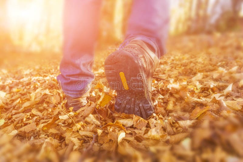 Autumn Leaves in a Forest Shoes on the Grround and Trees Stock Photo ...