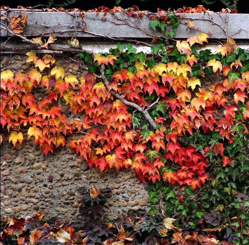 Autumn leaves on wall stock photo. Image of color, garden - 2246306