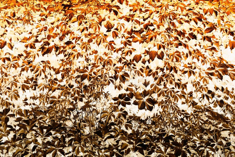 Autumn Leaves Wall Textured Backdrop Stock Photo - Image of scene ...
