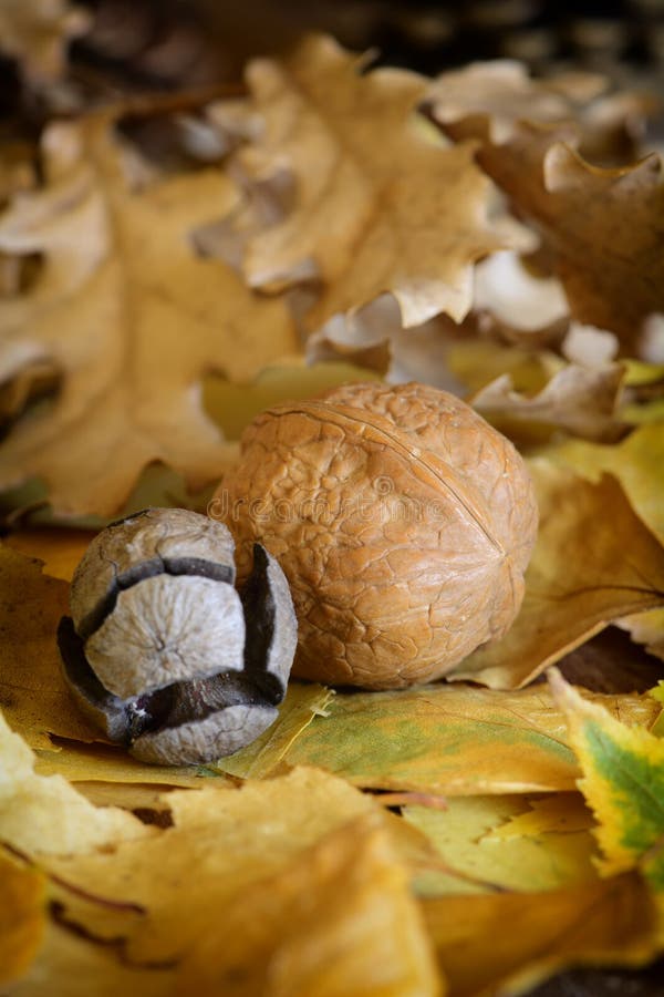 Autumn leaves and walnut. stock image. Image of fall - 32949519
