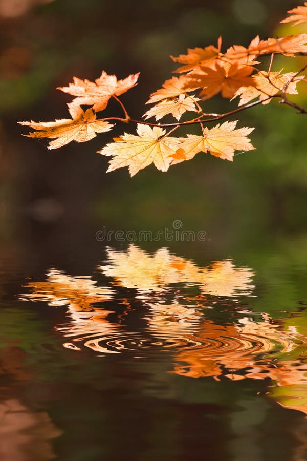 Autumn leaves on water stock image. Image of landscape - 15337525
